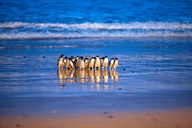 Phillip Island Penguin Parade and Churchill Island Farm Bus Tour - Key Points