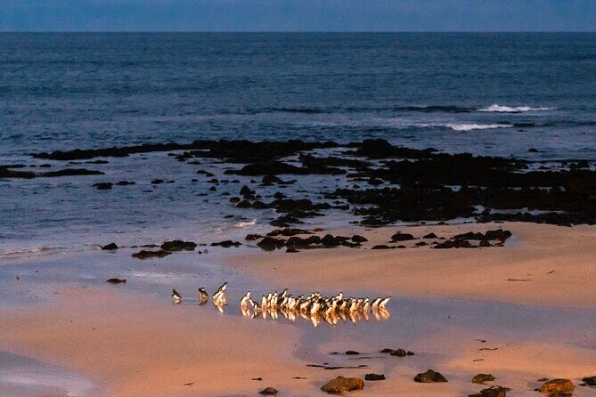 Phillip Island Penguin Parade Day Tour from Melbourne - An In-Depth Look at the Experience