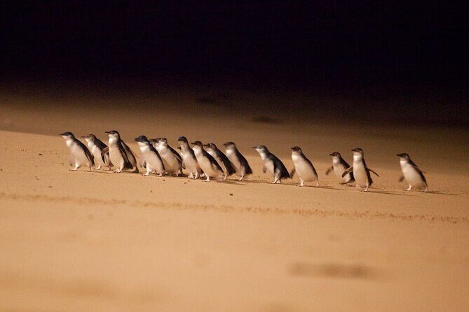 Phillip Island Penguin Parade Day Tour from Melbourne - FAQs About the Tour