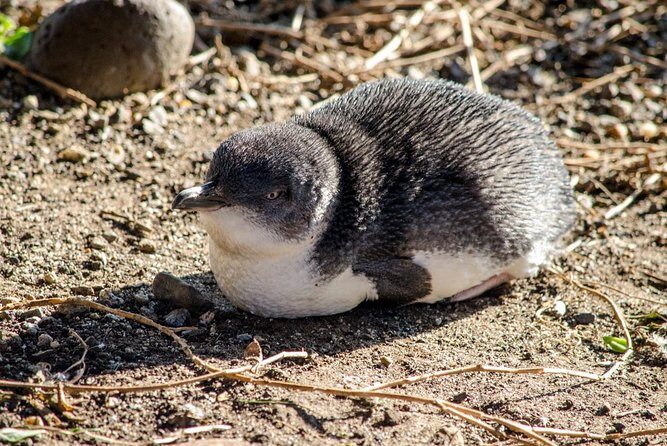 Phillip Island Penguin Parade Day Trip with Koala Conservation Reserve Visit - Key Points