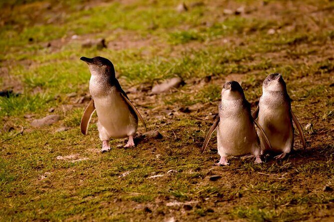 Phillip Island Penguin Parade Express Tour from Melbourne - In-Depth Review of the Phillip Island Penguin Parade Tour