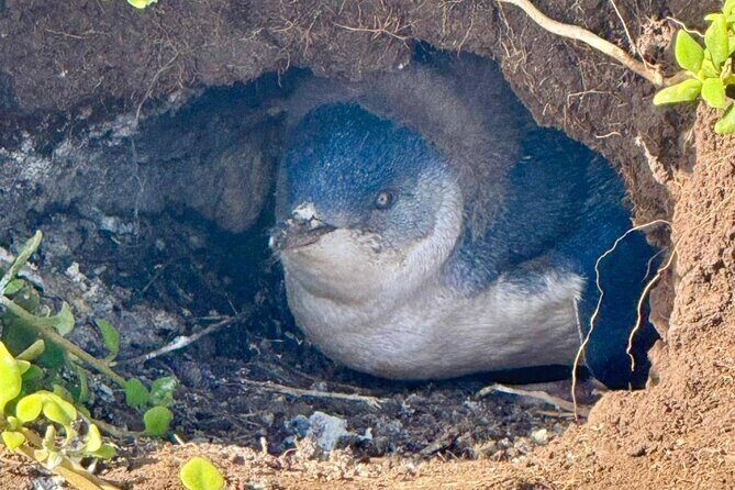 Phillip Island Penguin Parade Private Tour - What Does the Tour Include?