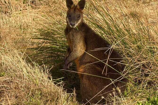 Phillip Island Penguin Parade Private Tour - What’s the Itinerary Like?