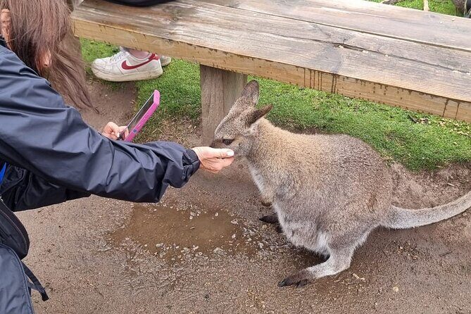 Phillip Island Penguin Parade Tour max 11 Hotel Pickup - FAQ
