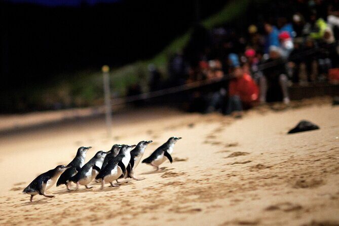 Phillip Island Penguin Parade, Wildlife and Beach Boxes Bus Tour - Authentic Experiences and Traveler Feedback