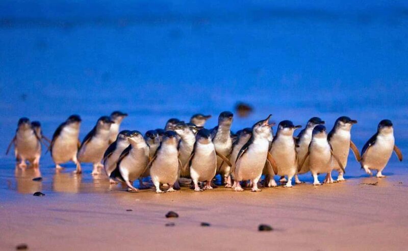 Phillip Island Penguin Parade with Expert Local Guide - Frequently Asked Questions