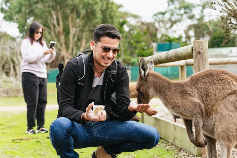 Phillip Island Penguin Parade with Expert Local Guide - Final Thoughts