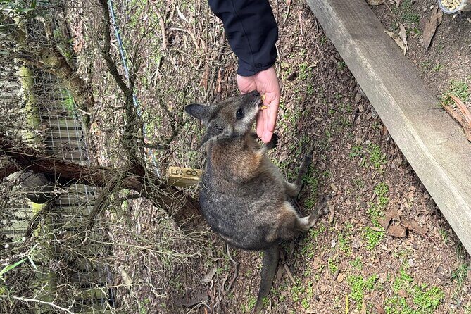 Phillip Island Penguins and Moonlit Sanctuary Private Day Tour - Why the Value Is in the Details
