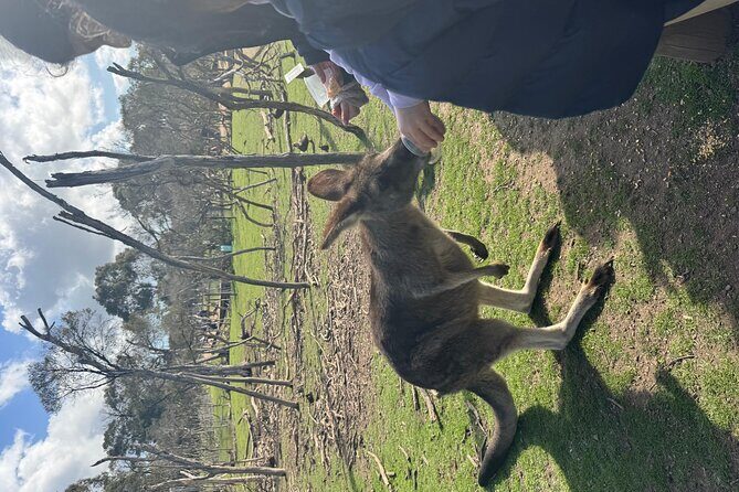 Phillip Island Penguins and Moonlit Sanctuary Private Day Tour - Who Will Love This Tour?