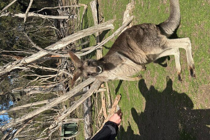 Phillip Island Penguins and Moonlit Sanctuary Private Day Tour - Final Thoughts: Is It Worth It?