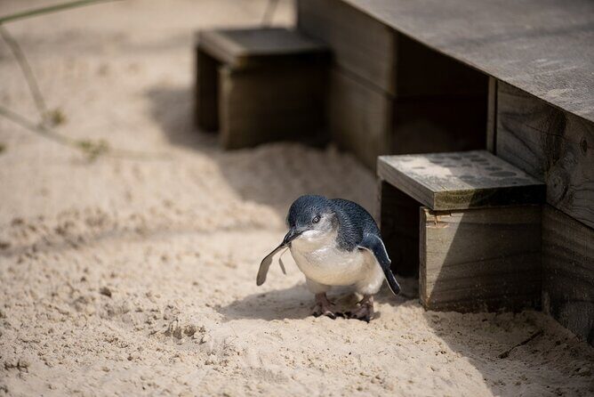 Phillip Island Penguins and Moonlit Sanctuary Private Day Tour - FAQ