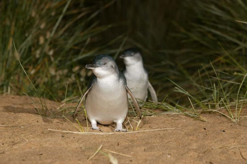 Phillip Island: Penguins and Wildlife Full-Day Tour - Returning to Melbourne