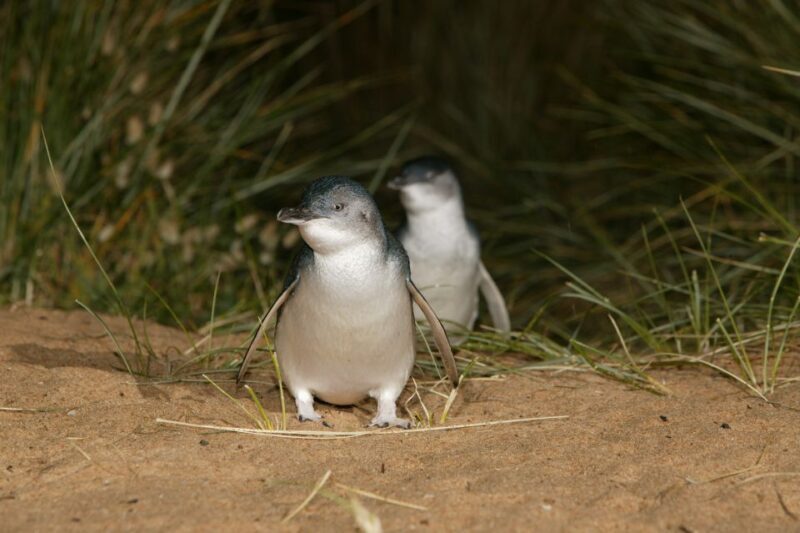 Phillip Island: Penguins and Wildlife Full-Day Tour - Overall Value and Experience