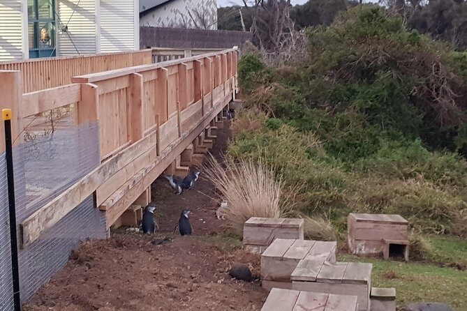 Phillip Island Private Experience - An In-Depth Look at This Exclusive Phillip Island Tour