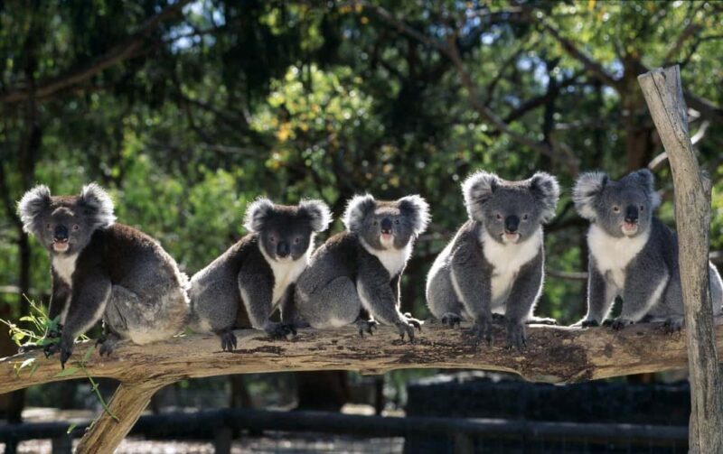 Phillip Island: Private Guided Tour with Penguin Parade - Introduction: The Charm and Practicality of a Private Island Tour