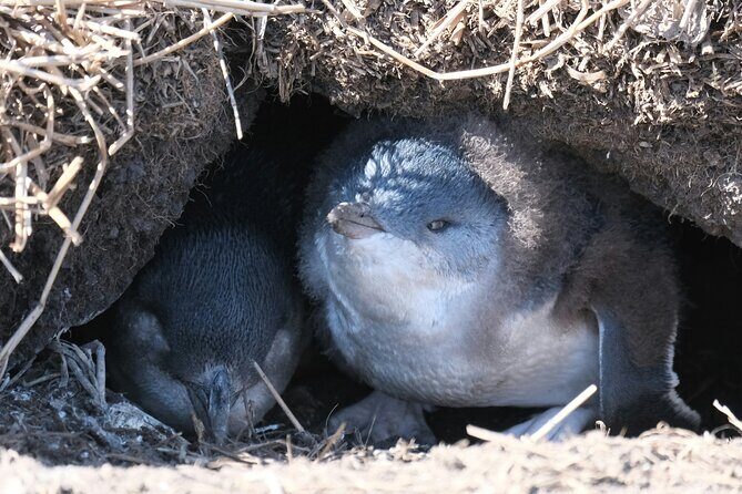 Phillip Island Private Tour: Penguin Parade & Wildlife Day - An In-Depth Look at the Phillip Island Private Tour
