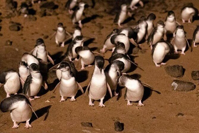 Phillip Island Private Tour: Penguin Parade & Wildlife Day - What to Expect: A Day in Pictures