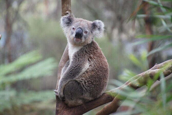 Phillip Island Private Tour: Penguin Parade & Wildlife Day - The Sum Up