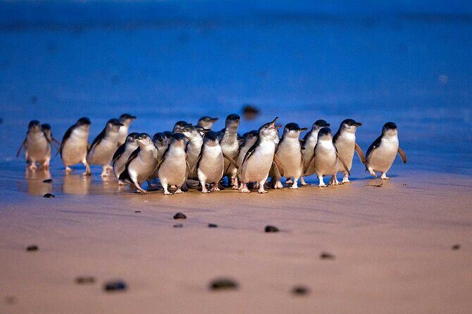 Phillip Island Private Tour Penguins Wildlife and Scenic Views - Starting Point: Maru Koala and Animal Park