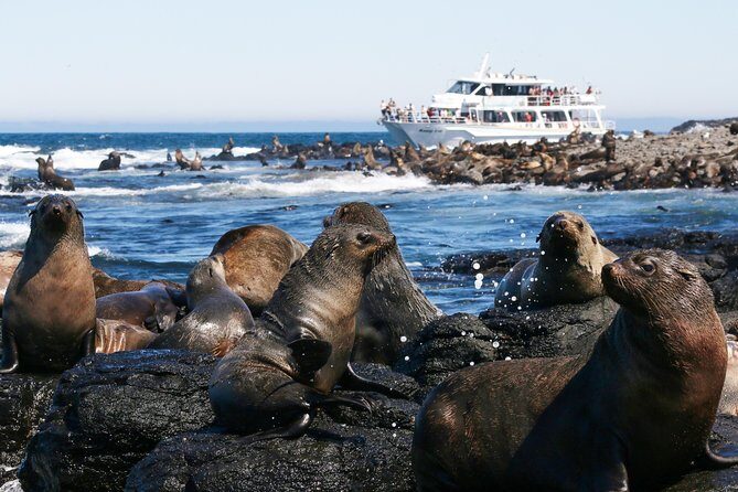 Phillip Island Seal-Watching Cruise - An Honest Look at the Phillip Island Seal-Watching Cruise