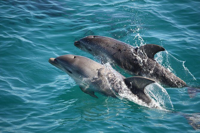 Phillip Island Sunset Cruise - Who Should Consider This Cruise?