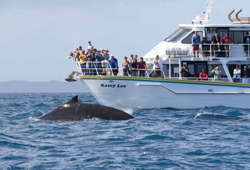 Phillip Island: Whale Watching Boat Tour - What’s Included and What to Expect