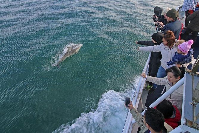 Phillip Island Whale Watching Tour - Who Is This Tour Best For?