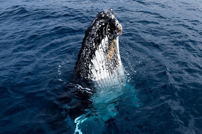 Phillip Island Whale Watching Tour - Frequently Asked Questions