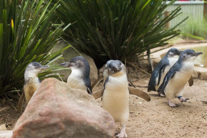 Phillip Island Wildlife & Brighton Beach Boxes Private Tour - Who Would Love This Experience?