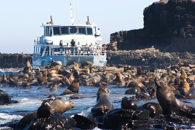 Phillip Island Wildlife Cruise and Penguin Tour from Melbourne - The Value of Whats Included
