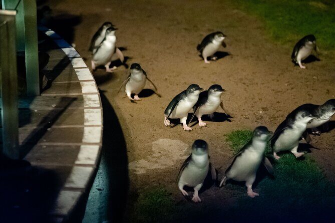 Phillip Island Wildlife Cruise and Penguin Tour from Melbourne - Practical Tips for Travelers