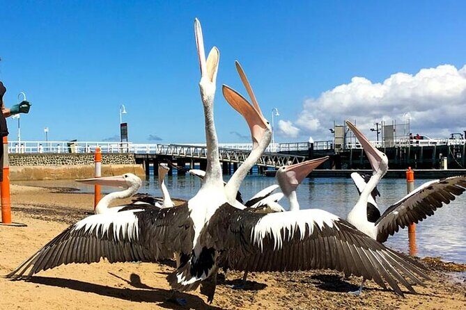 Phillip Island Wildlife Cruise and Penguin Tour from Melbourne - FAQ