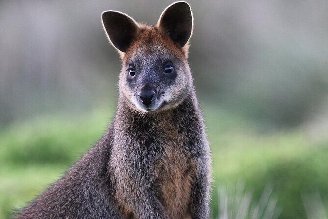 Phillip Island Wildlife Tour: Koalas, Penguins & Coastal Views - The Sum Up: Is This Tour Worth It?