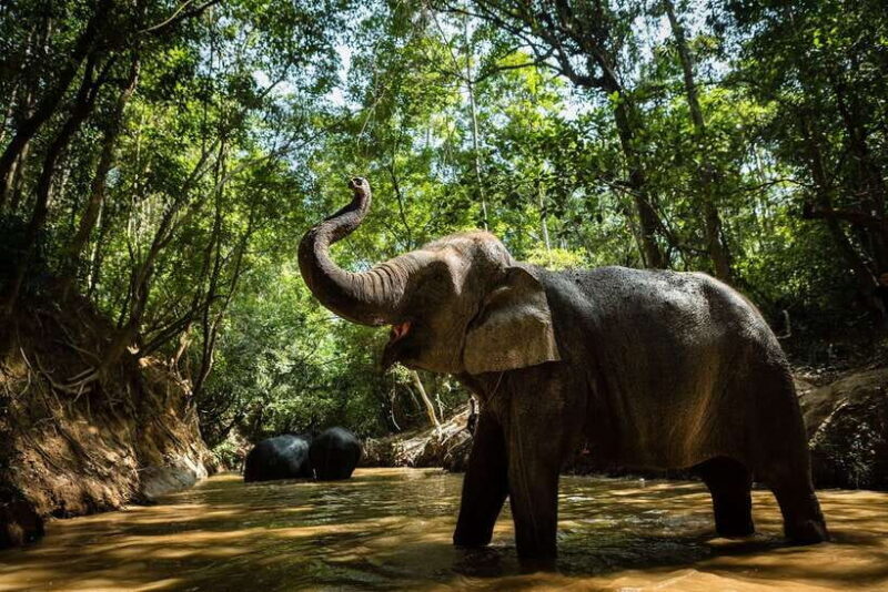 Phnom Kulen Park: Tour with Elephant Forest from Siem Reap - What’s Included and What’s Not