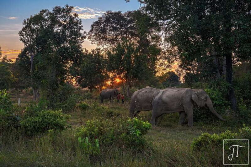 Phnom Kulen Park: Tour with Elephant Forest from Siem Reap - Is This Tour Worth the Price?