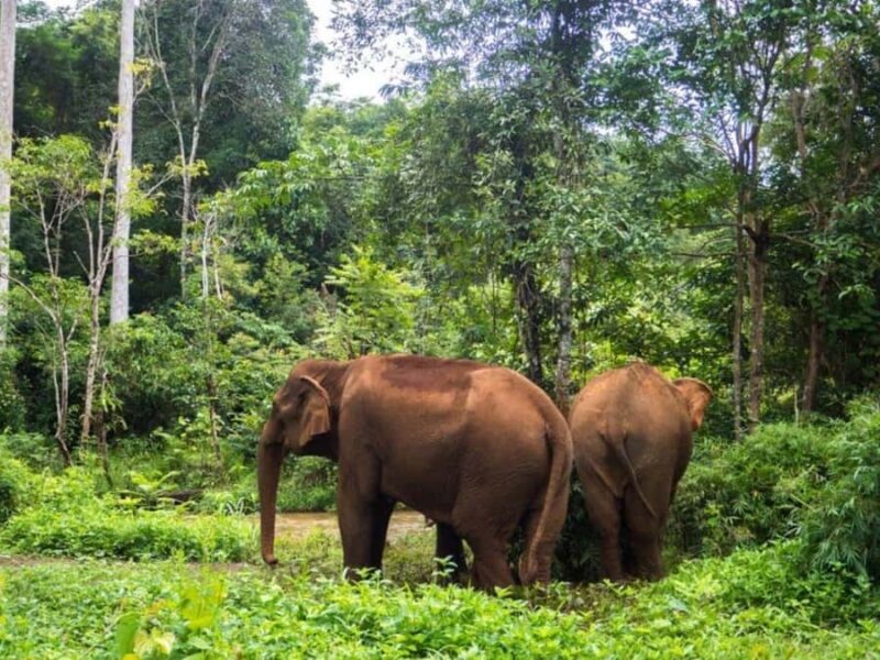 Phnom Penh: Battambang Day Trip with Bamboo Train Ride - Final Thoughts