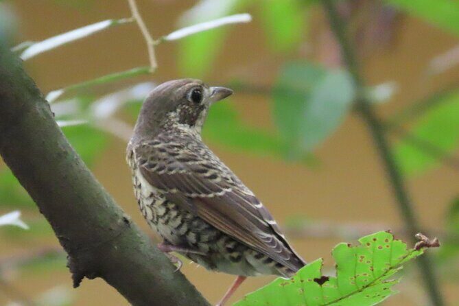 Phnom Penh Birding Experience and Brunch - What Makes This Tour a Great Choice