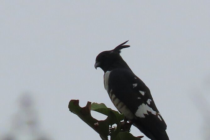 Phnom Penh Birding Experience and Brunch - Who Should Consider This Tour?