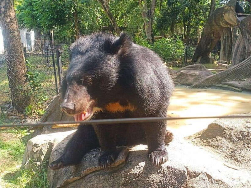 Phnom Penh: Buddha Kiri and Phnom Tamao Zoo Private Day Trip - Key Points