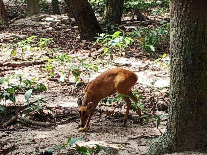 Phnom Penh: Buddha Kiri and Phnom Tamao Zoo Private Day Trip - An Authentic Blend of Spiritual and Natural Beauty