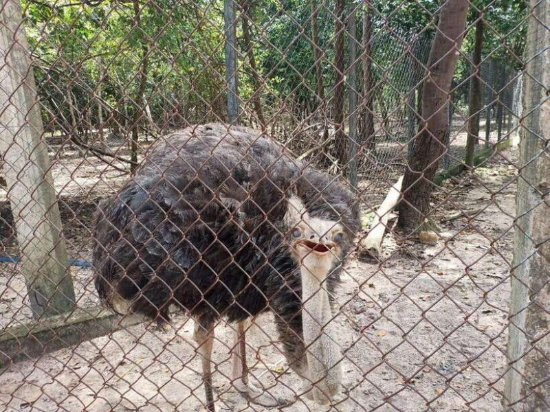 Phnom Penh: Buddha Kiri and Phnom Tamao Zoo Private Day Trip - Frequently Asked Questions