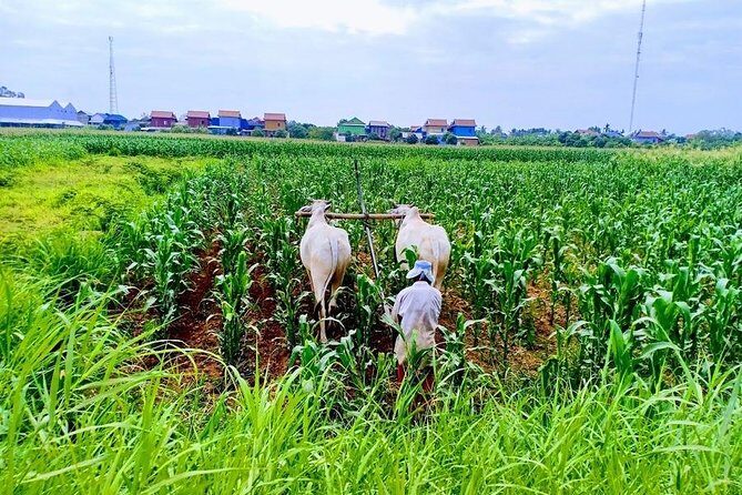 Phnom Penh Countryside Cycle Tour - The Itinerary: What to Expect on Your Phnom Penh Countryside Bike Tour