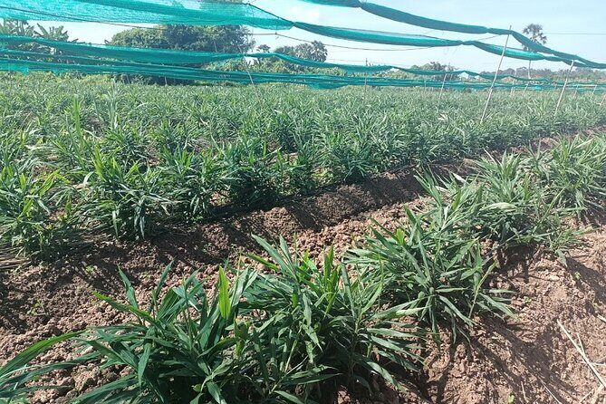 Phnom Penh Countryside Cycle Tour - Who Should Consider This Tour?