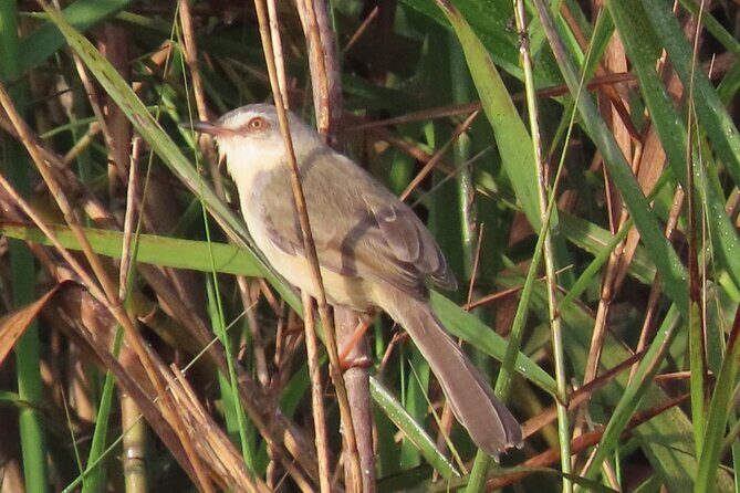 Phnom Penh & Kirirom National Park Birds Tour - A Practical Breakdown of What to Expect