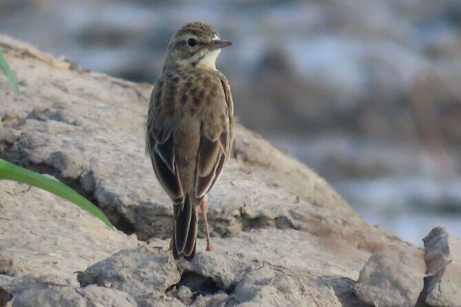 Phnom Penh & Kirirom National Park Birds Tour - Why This Tour Works