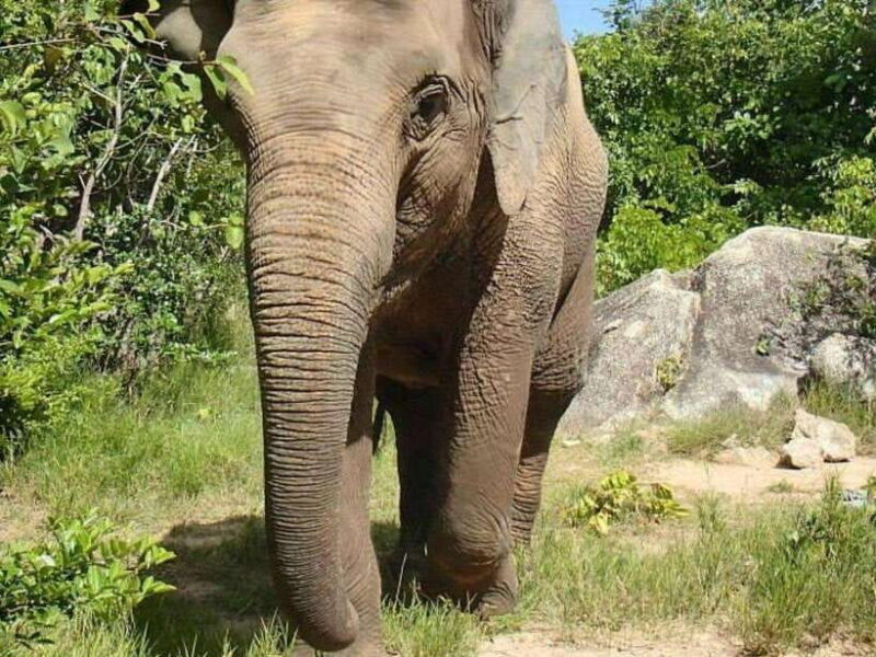 Phnom Tamao Wildlife Center & Buddha Kiri Cambodia Day Tour - FAQs