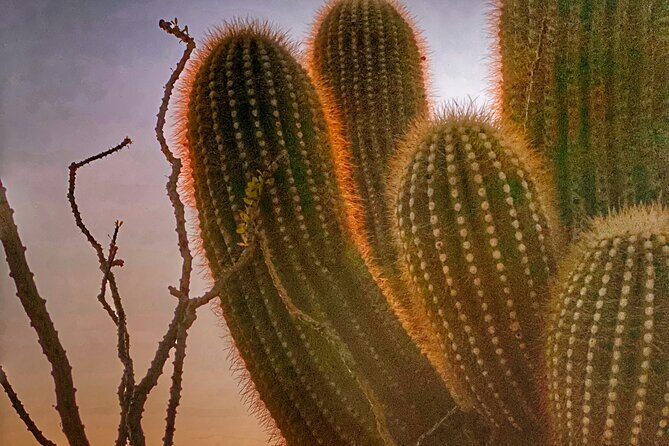 Phoenix Landmarks Tour Desert Botanical Garden - Final Thoughts