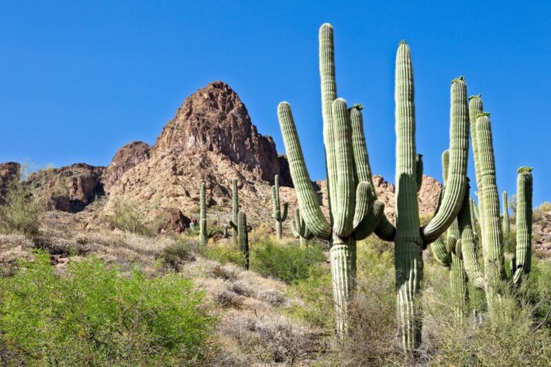 Phoenix/Scottsdale: Apache Trail Tour & Canyon Lake Cruise - Tortilla Flat: A Genuine Western Outpost