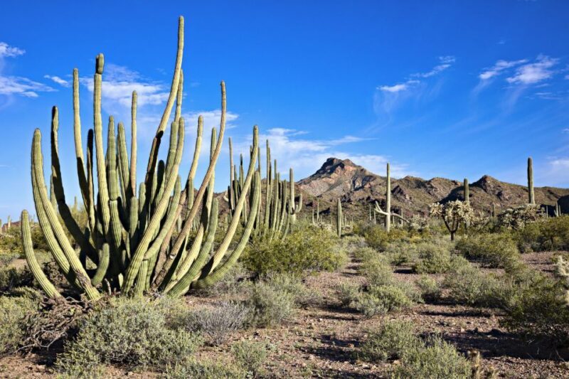 Phoenix/Scottsdale: Apache Trail Tour & Canyon Lake Cruise - Practical Tips for Travelers