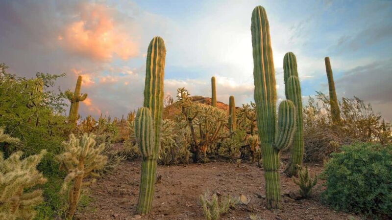 Phoenix & Scottsdale: Full Day City Highlights Tour - An Introduction to the Tour Experience